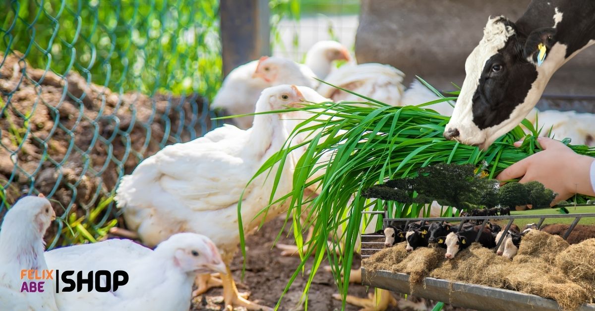 The Top 5 Benefits of Using Bio Feed for Poultry and Pigs - FelixAbeShop