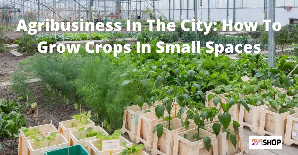 Agribusiness in the City: How to Grow Crops in Small Spaces - FelixAbeShop