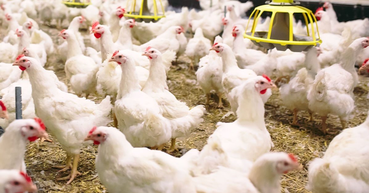 What is Bio Feed and Why is it Important for Poultry and Cattle Farmers ...