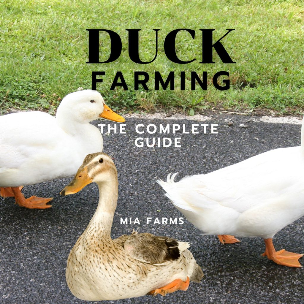 DUCK FARMING - THE COMPLETE GUIDE - FelixAbeShop