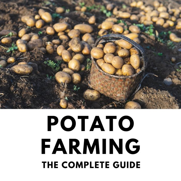 POTATO FARMING - THE COMPLETE GUIDE - FelixAbeShop