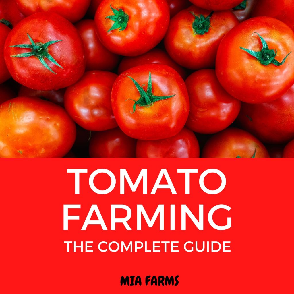 TOMATO FARMING - THE COMPLETE GUIDE - FelixAbeShop