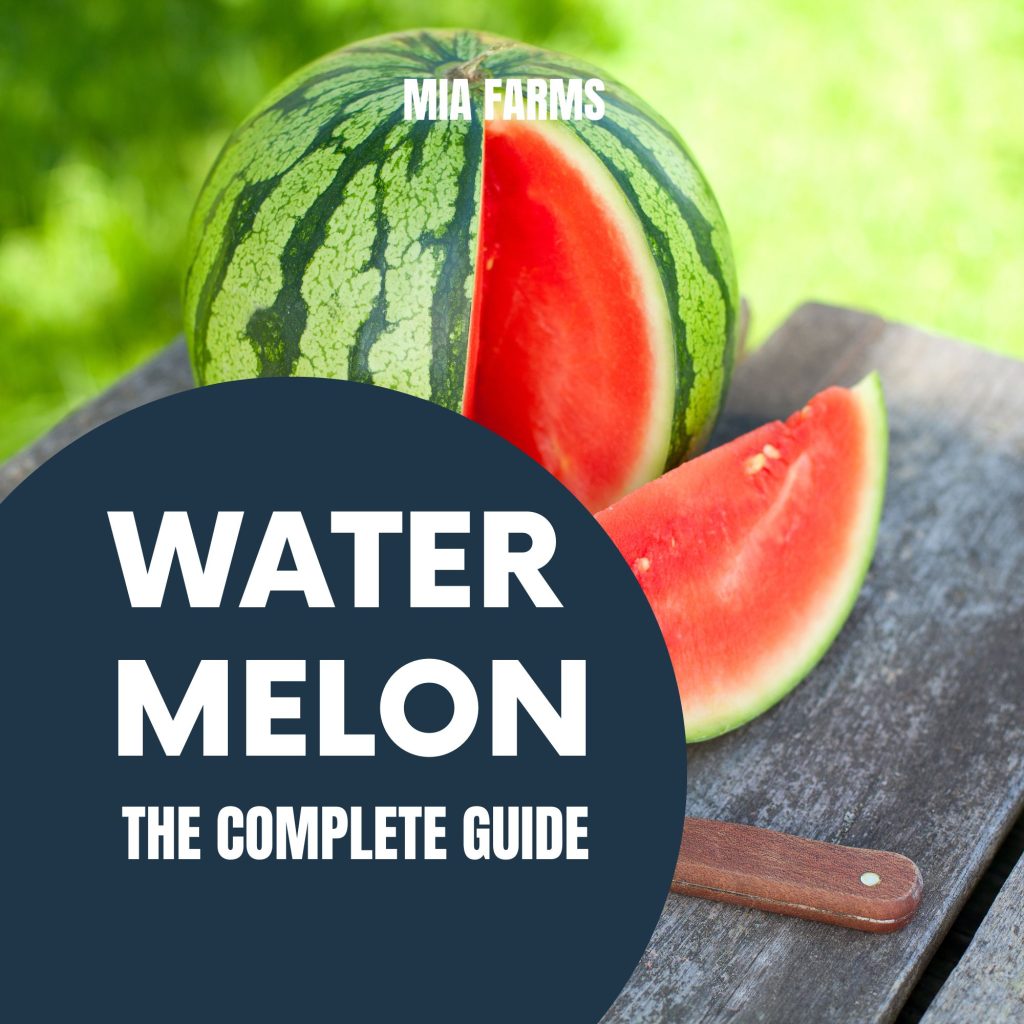 WATERMELON FARMING - THE COMPLETE GUIDE - FelixAbeShop