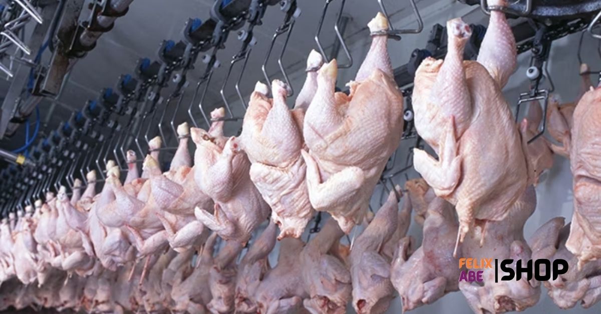 Business Idea for Setting Up a Poultry Processing Plant in Nigeria and ...